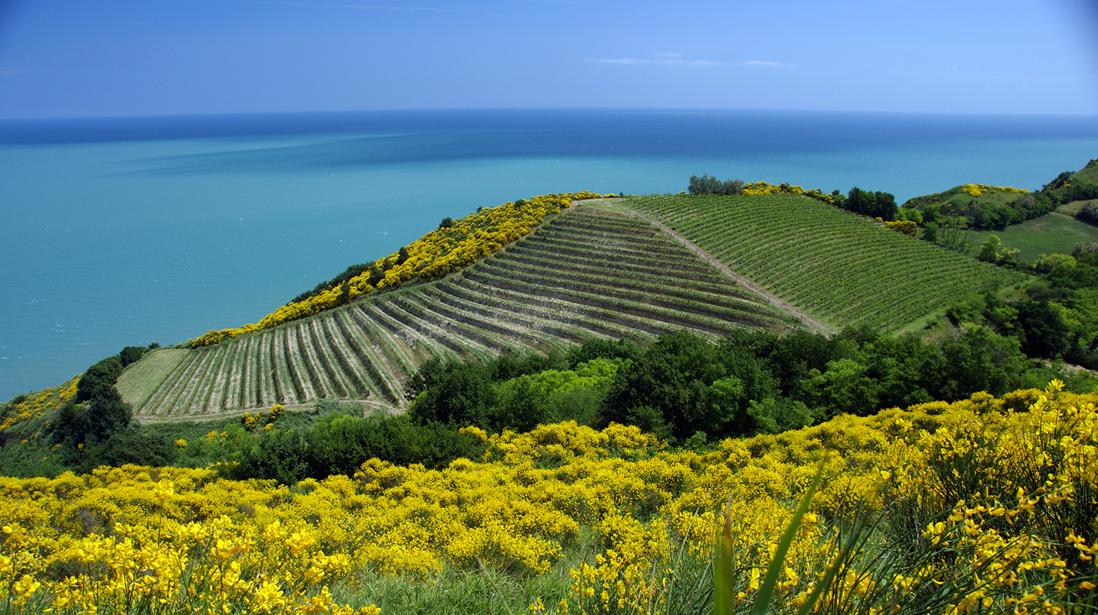 La nostra storia - Fattoria Mancini, viticoltori in Pesaro La nostra storia - Fattoria Mancini, viticoltori in Pesaro